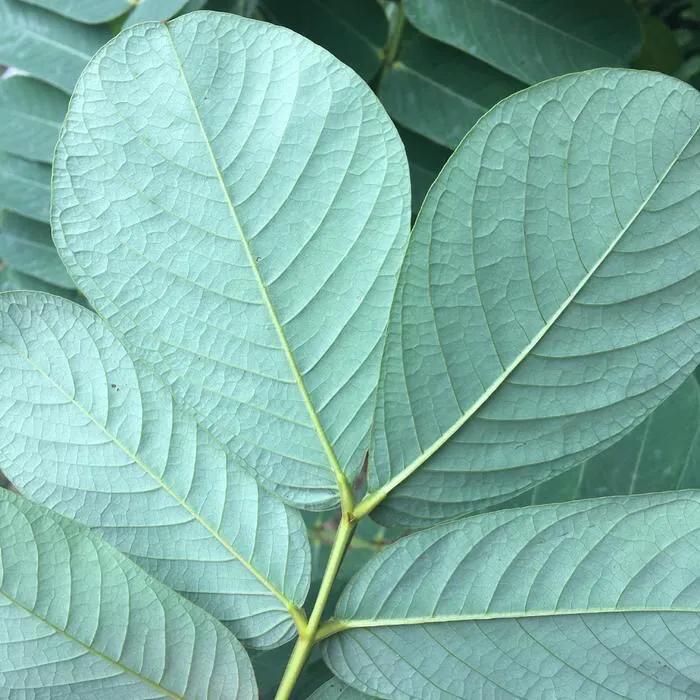 Wing pod cassia ~ fluttering and narrow wings want to fly, the flowers ...