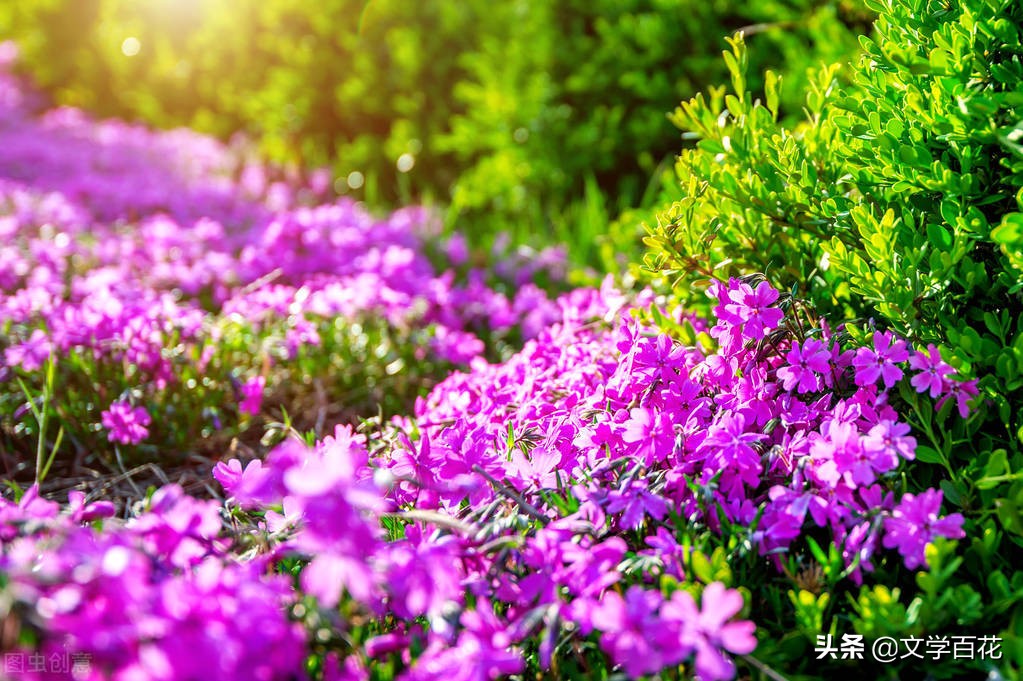 Poetry - Swaying Spring - iNEWS