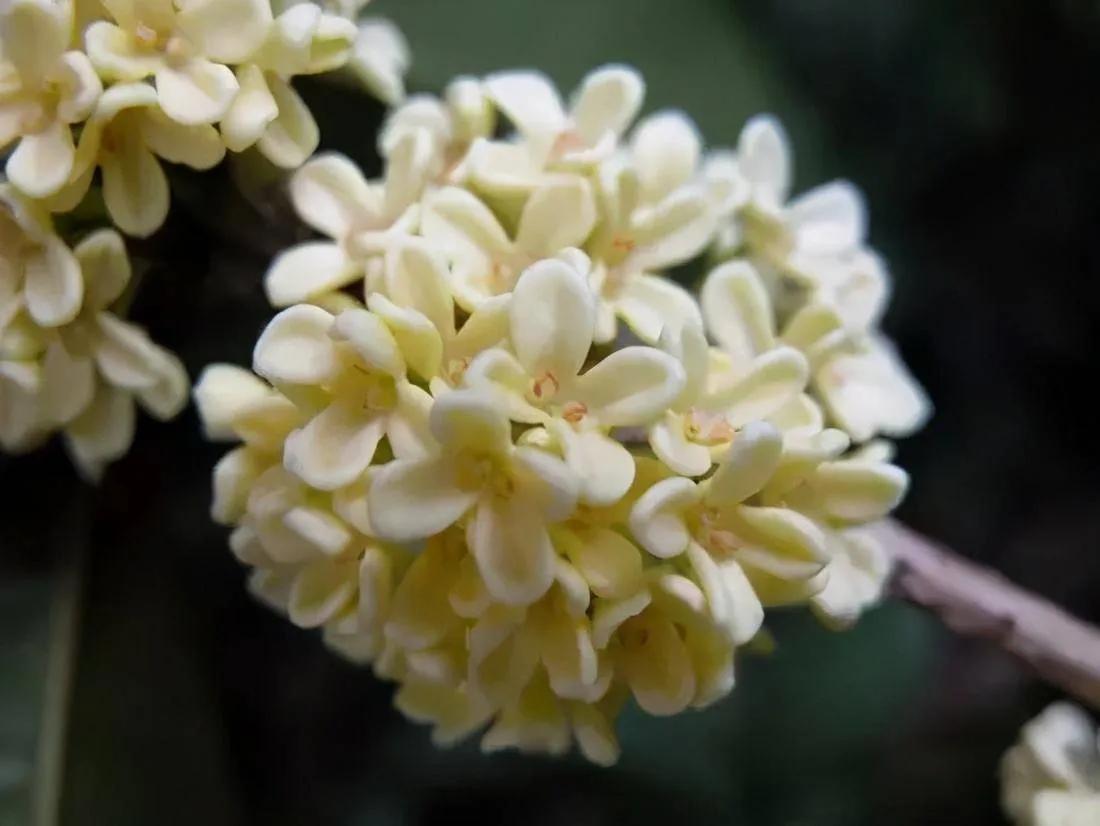 Chinese Osmanthus • Silver Osmanthus - iMedia