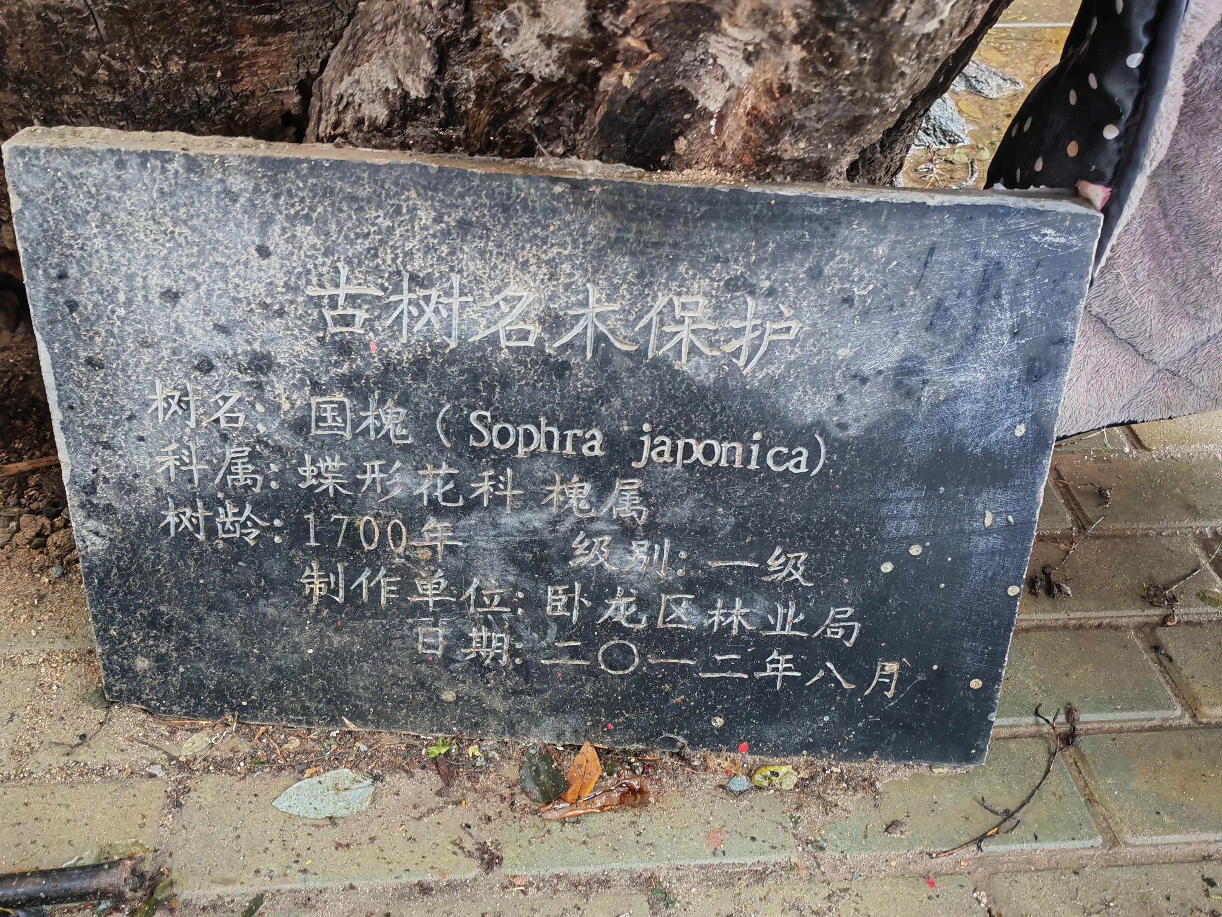 Nanyang Stone Bridge Millennium Han Huai Tree - iNEWS