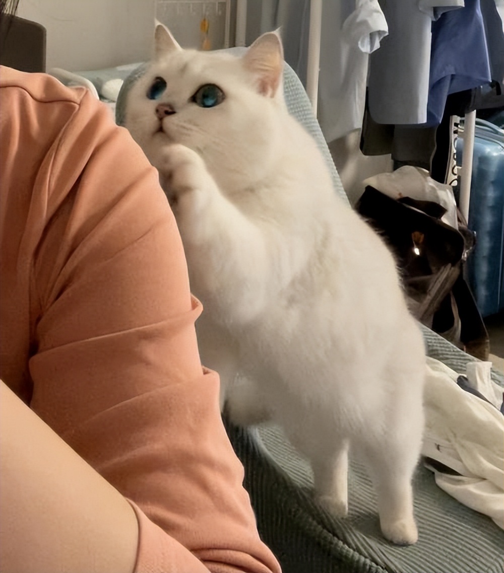 These 7 behaviors of a cat prove that it regards you as a "cat mother ...