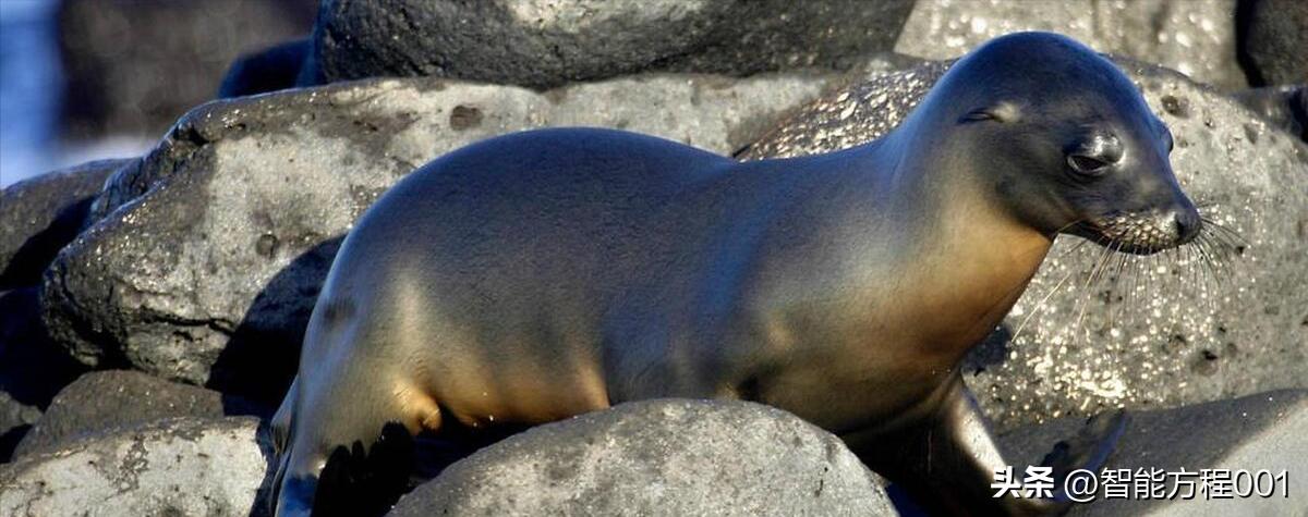 Top 10 Smelly Animals That Could Make You Throw Up All Day If You Met ...