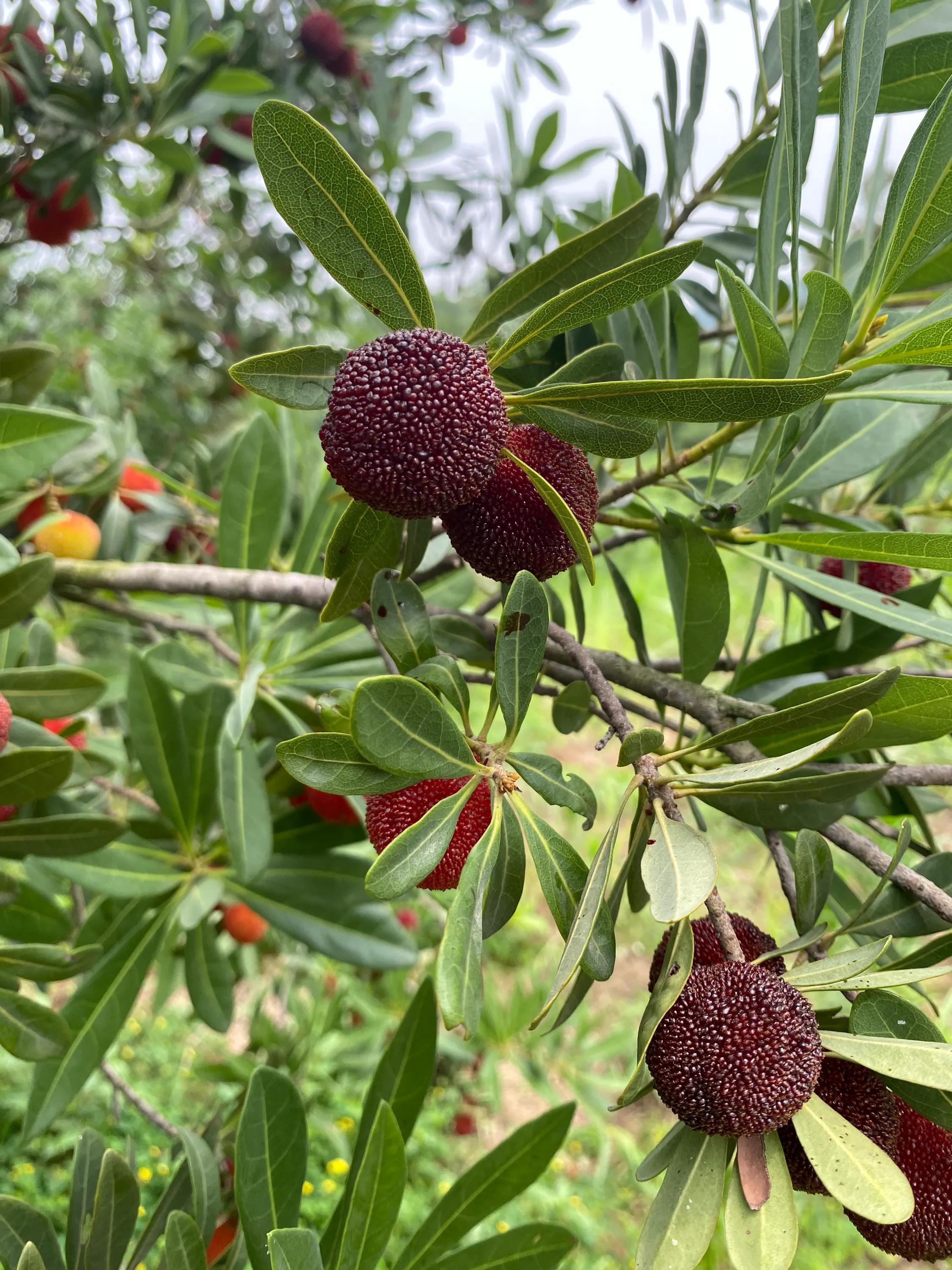 Yangmei picking is at the right time - iNEWS