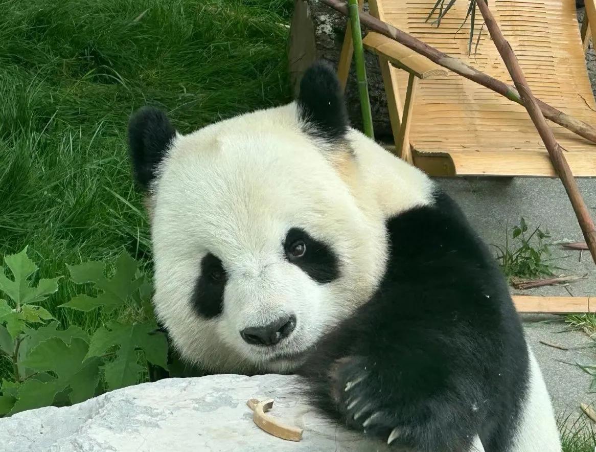 Giant Panda Yinke - iNEWS
