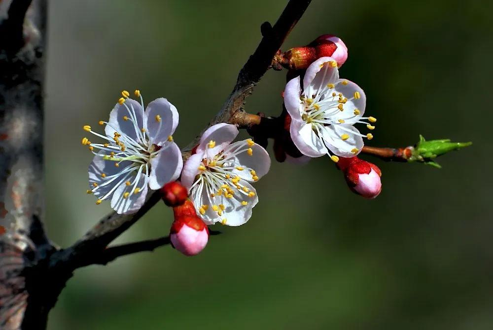 How to write chanting poems? - iNEWS