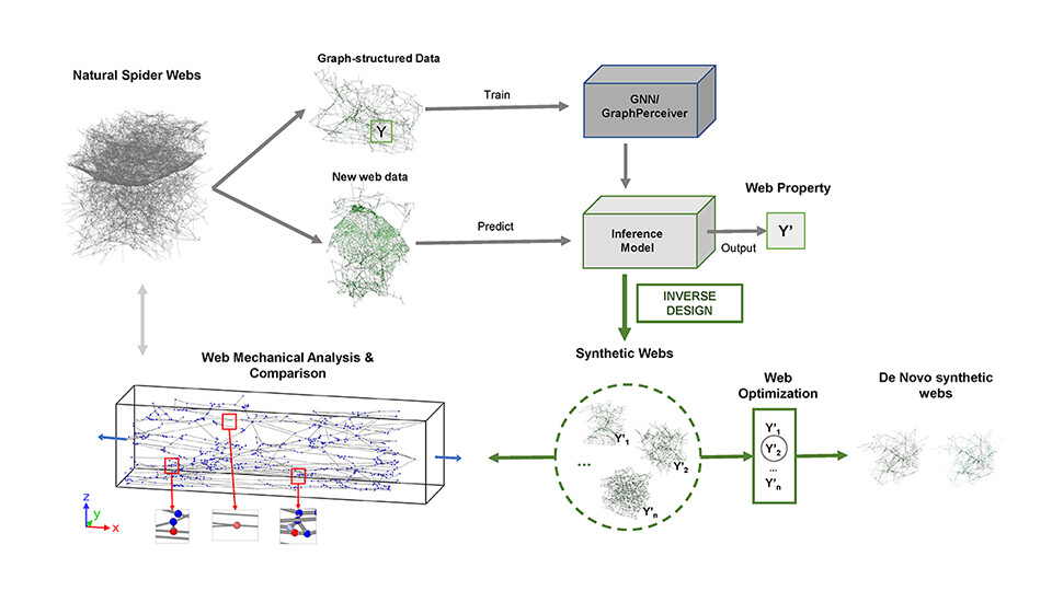 Computational method for creating synthetic 3D spider web structures - iNEWS