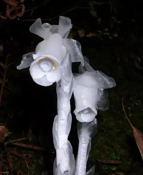 Four "underworld" flowers, life does not return, yellow spring flowers ...