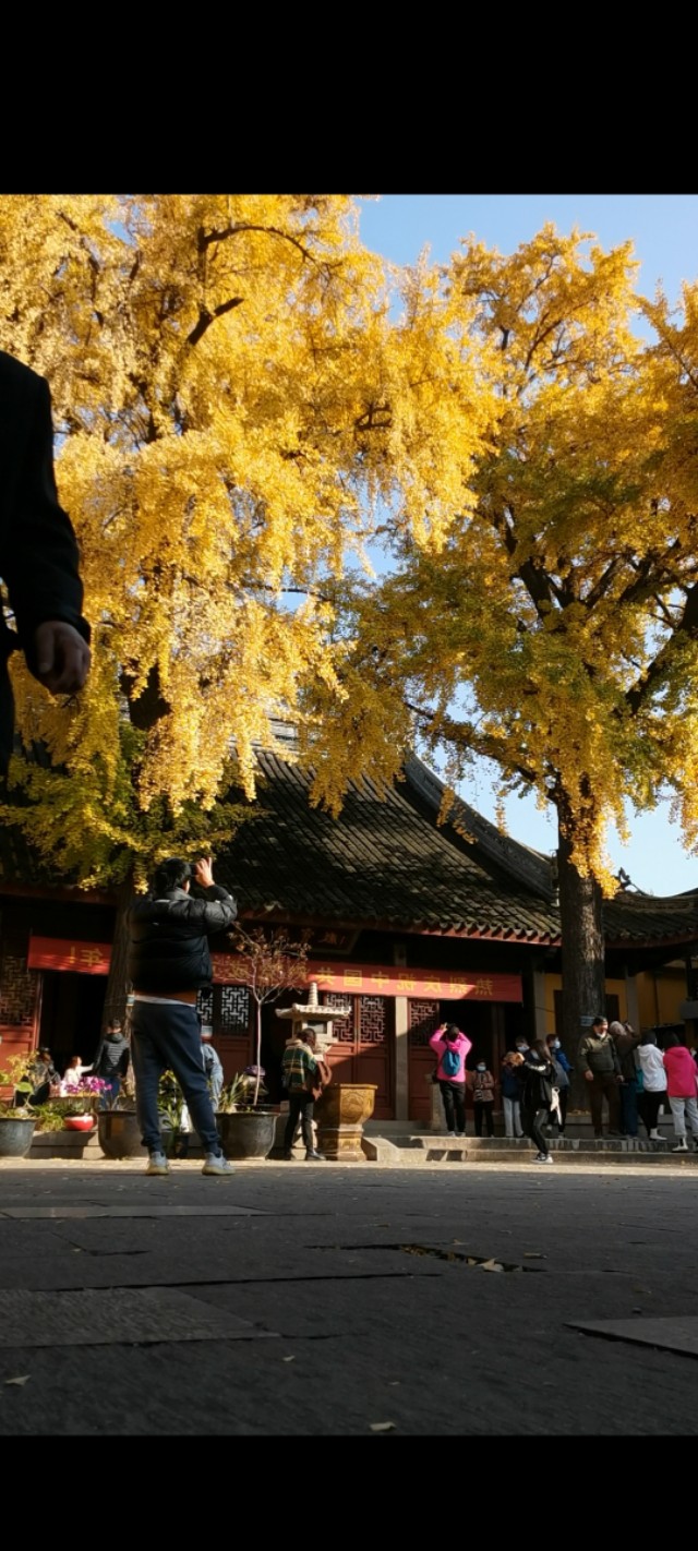 Thousand-year Ginkgo Tree - iNEWS