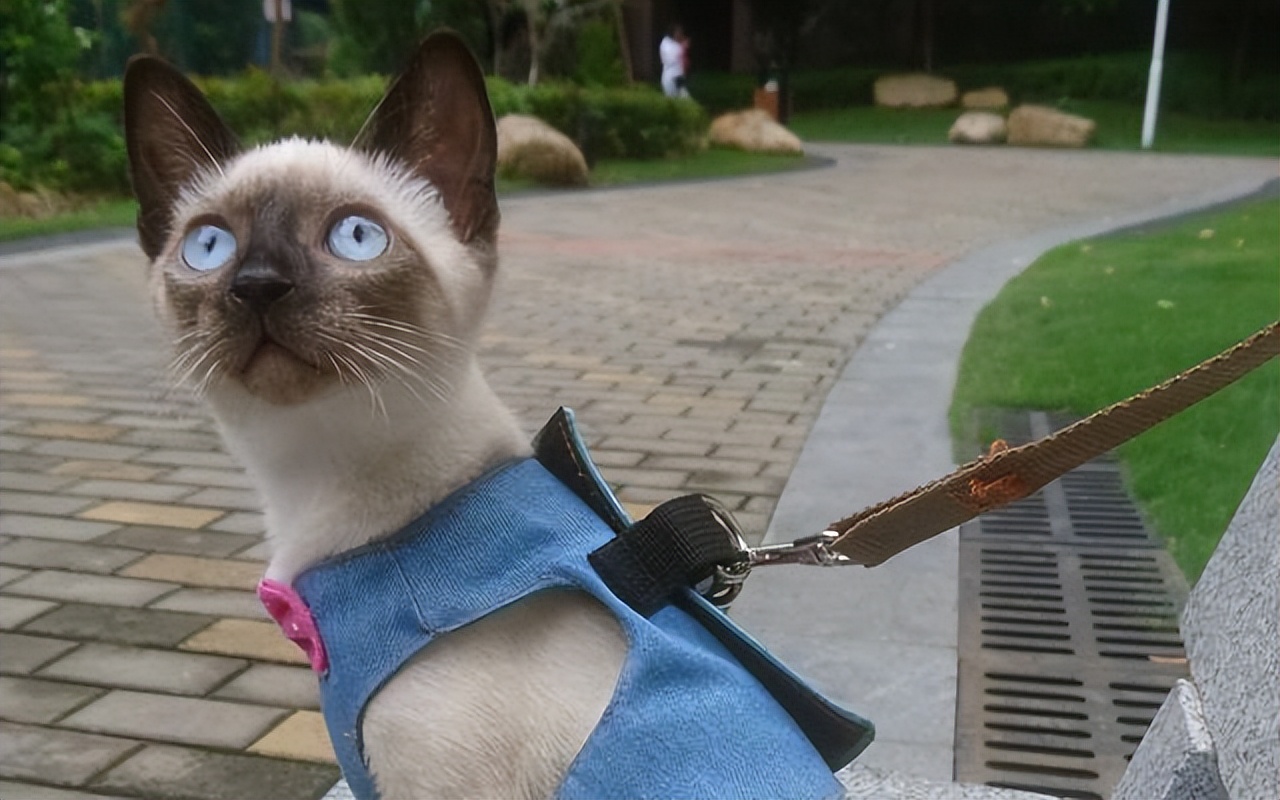 These cats are suitable for families with children, they are very ...