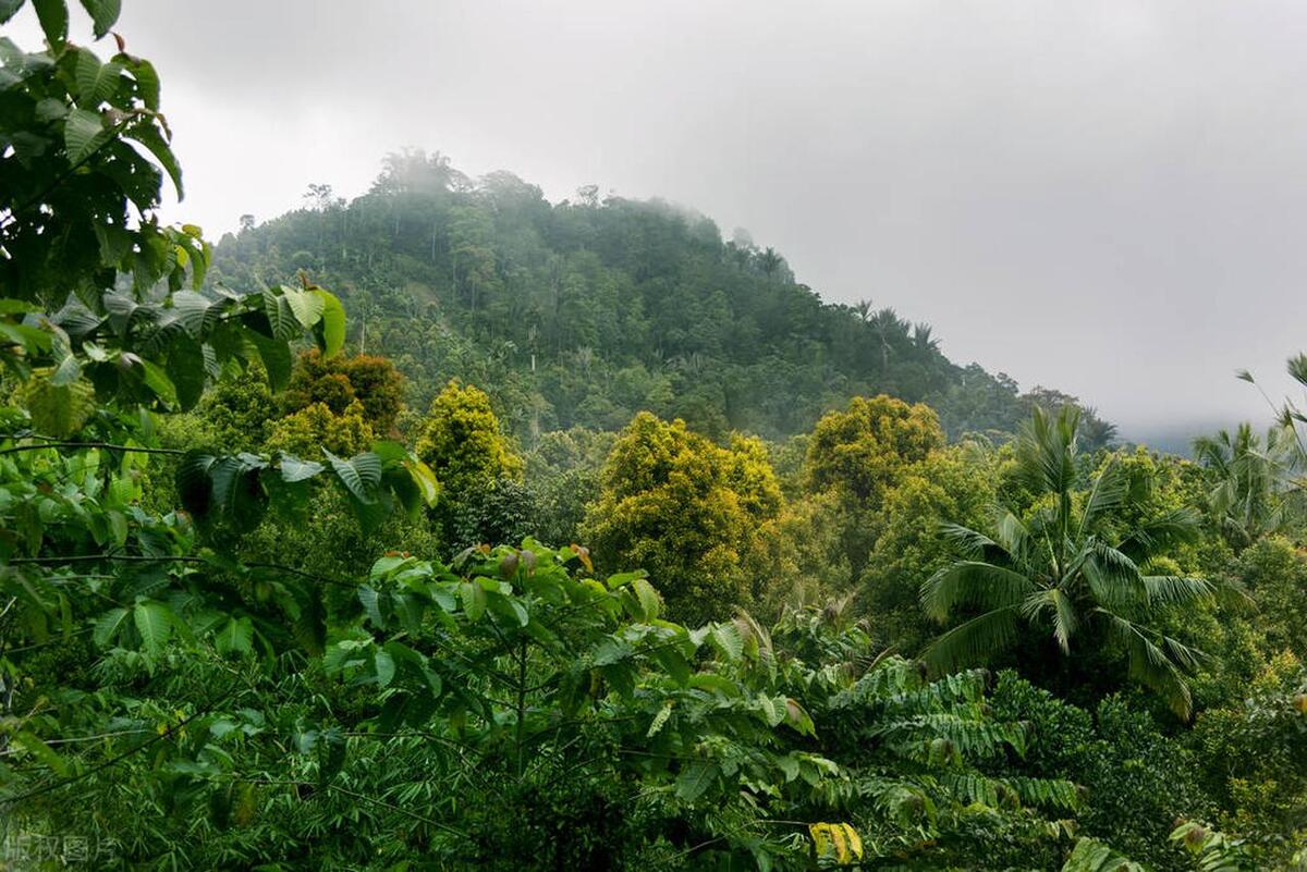 Top 10 most beautiful tropical rainforests in the world - iNEWS