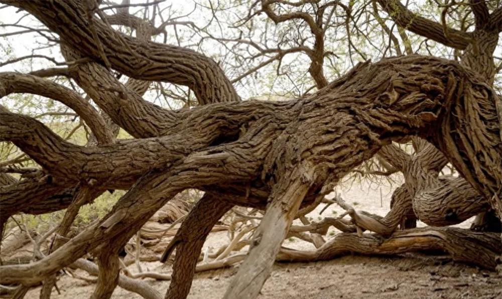 An ancient tree with a diameter of 3 meters was discovered in Xinjiang ...