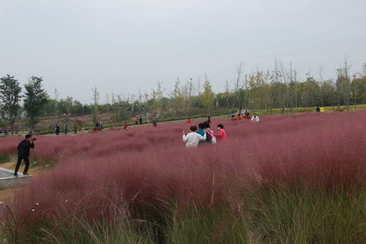 Tongyun Flowing Waterfall Manshanhong - iNEWS