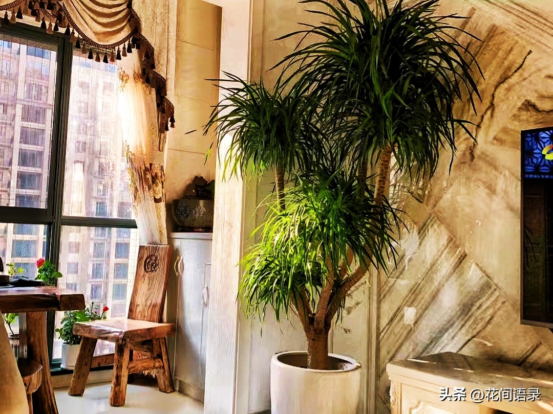 The "King" of indoor green plants is noble and domineering wherever it ...