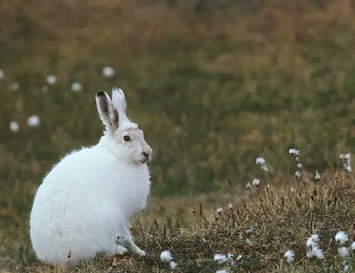 Treasures of the Pole: Conservation and Challenges of the Arctic Snow ...