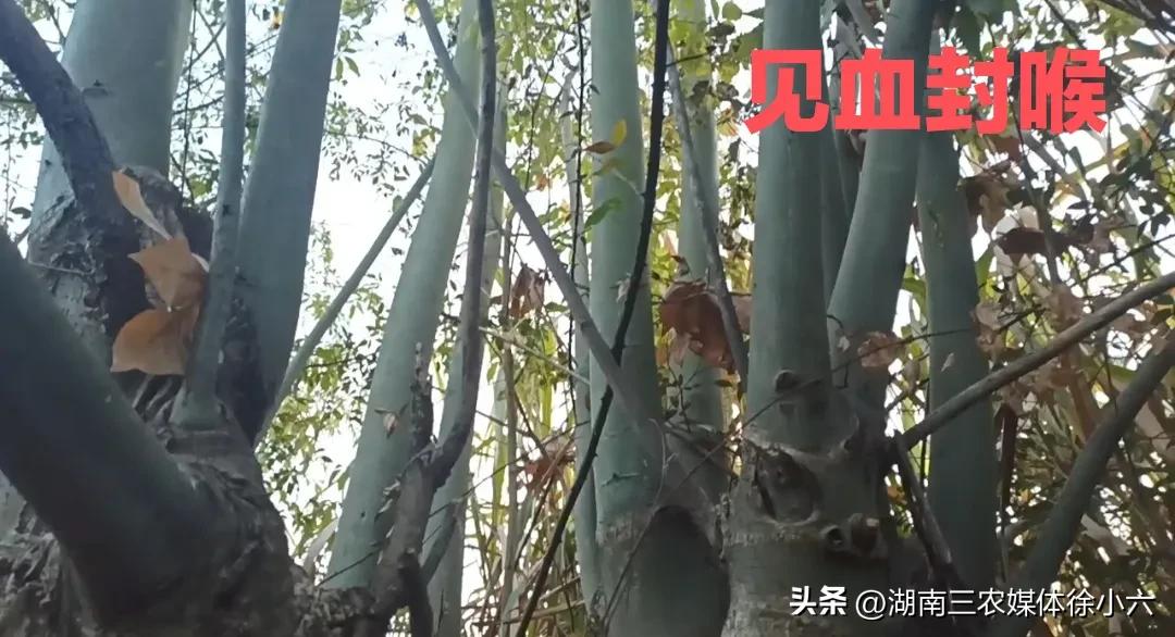 How many people have seen the most poisonous tree in the world seal its ...