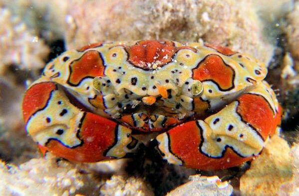 The top ten weirdest crab species in the world, the boxing crab, is ...