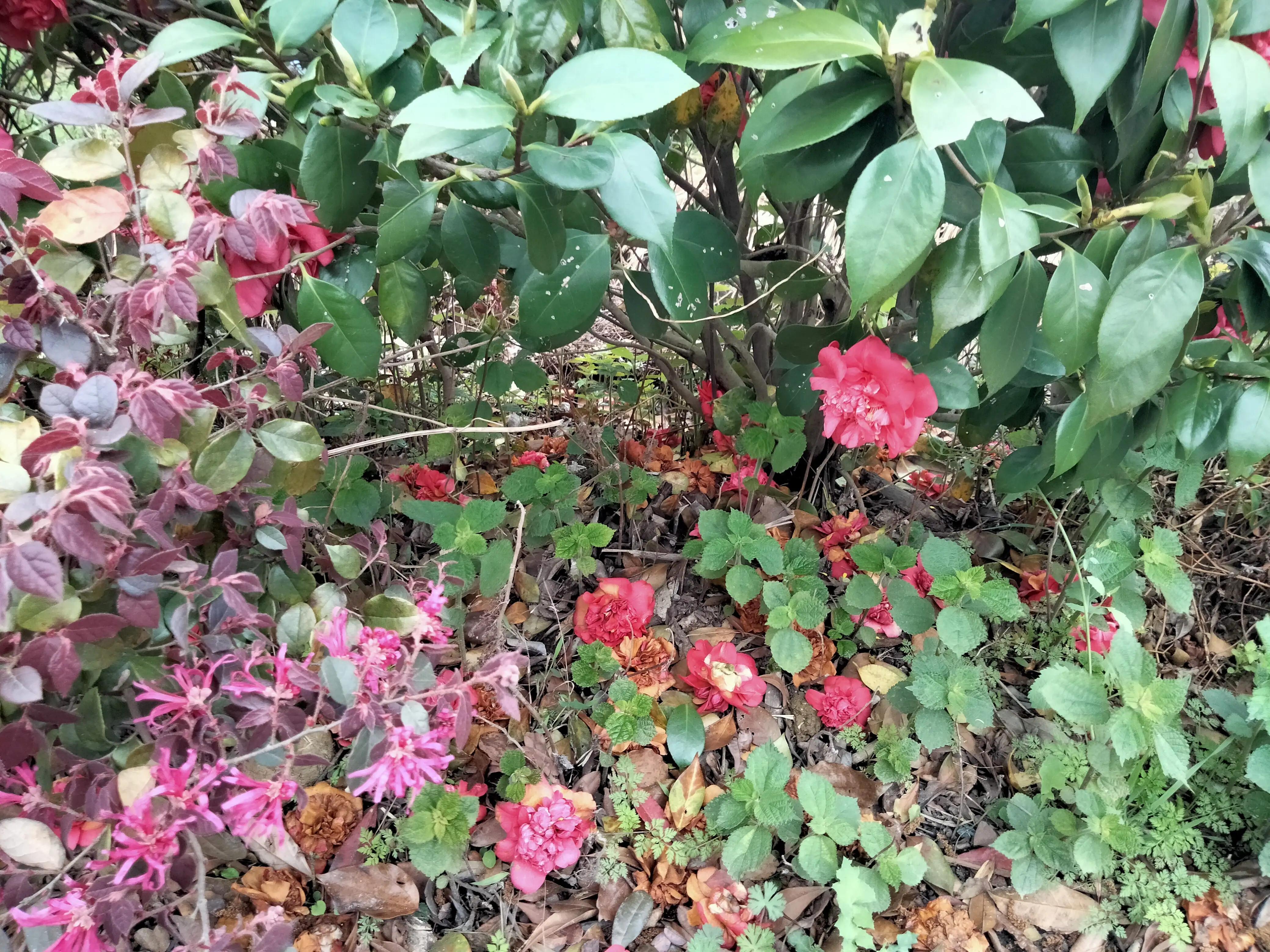 "Chu Tianshu: Changsha Water, Wuchang Fish..." - iNEWS