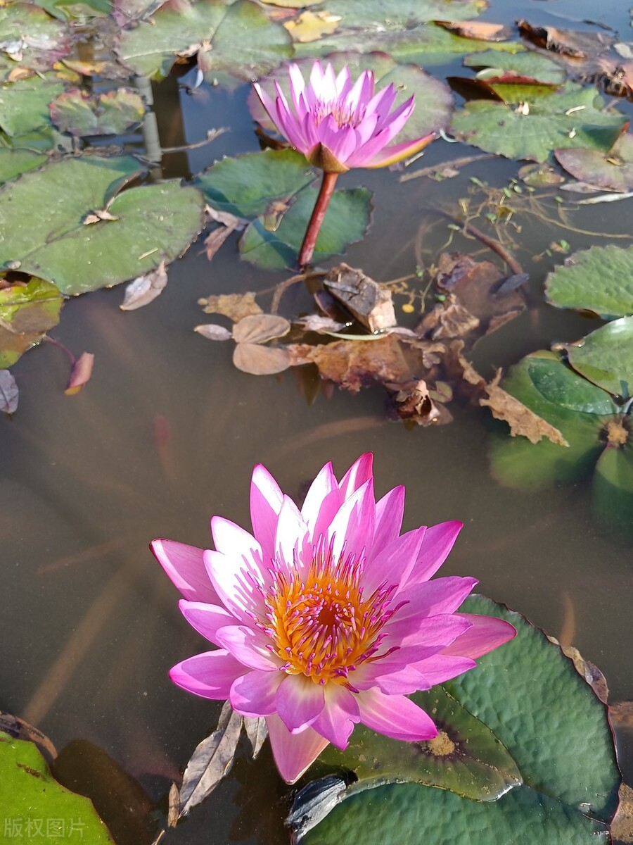 The meaning of "paramita" in the Buddhist "Diamond Sutra" - iNEWS