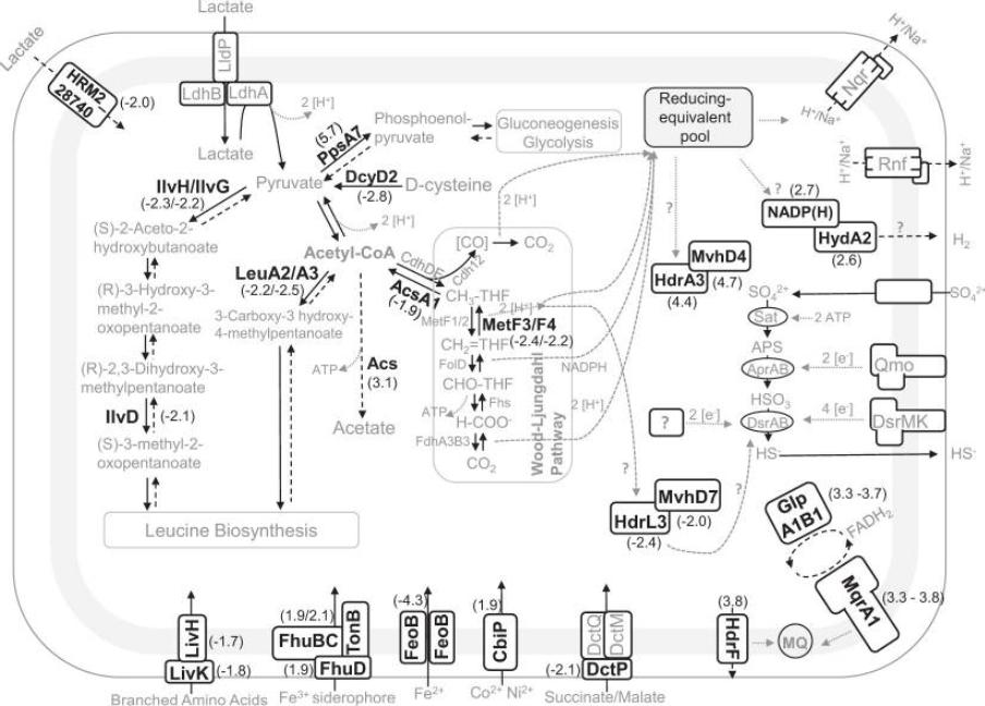 Metabolic adaptation and transcriptome response to substrate limitation ...