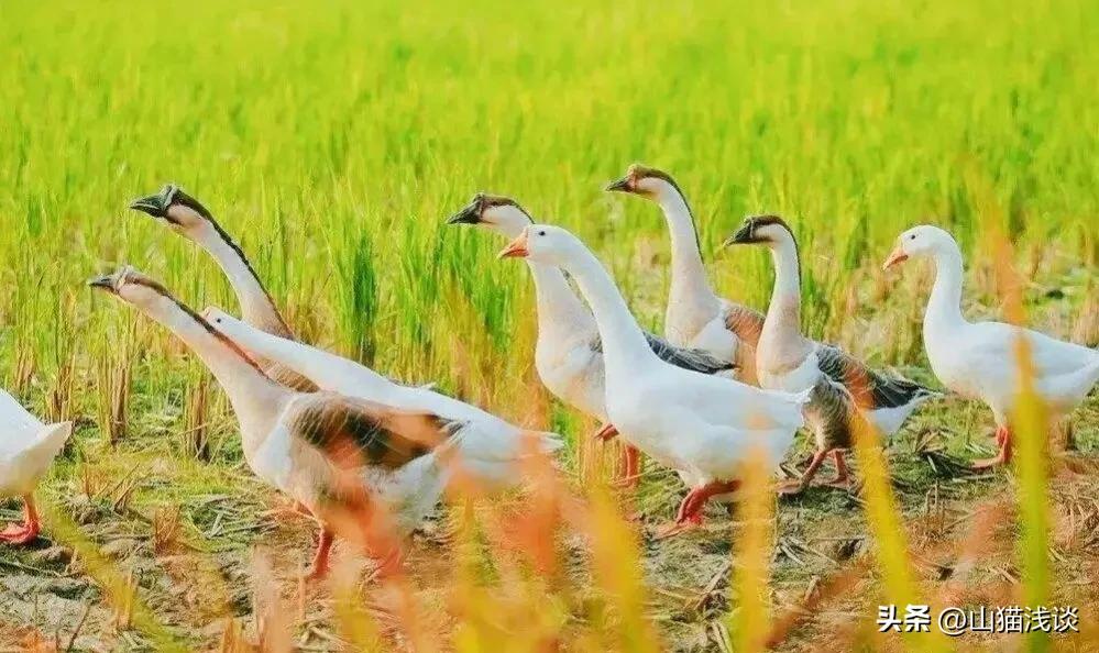 The old man in the countryside said: "Where the geese are raised, the ...