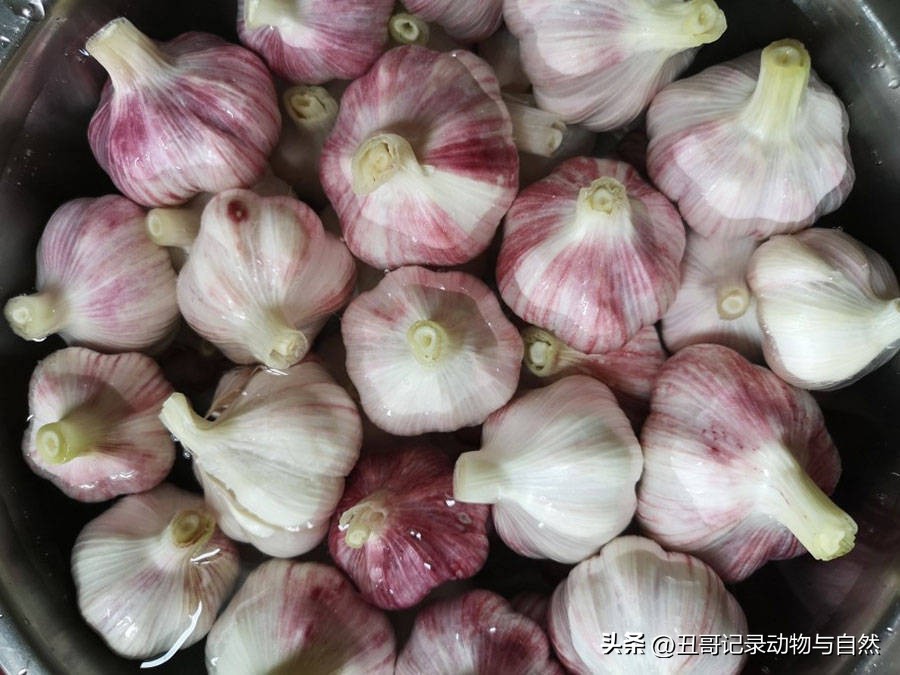 Pickled sugar and garlic teach a trick, sweet and sour, crisp and more ...