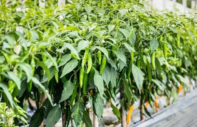 If you don't know these three points about fertilization, no matter how ...