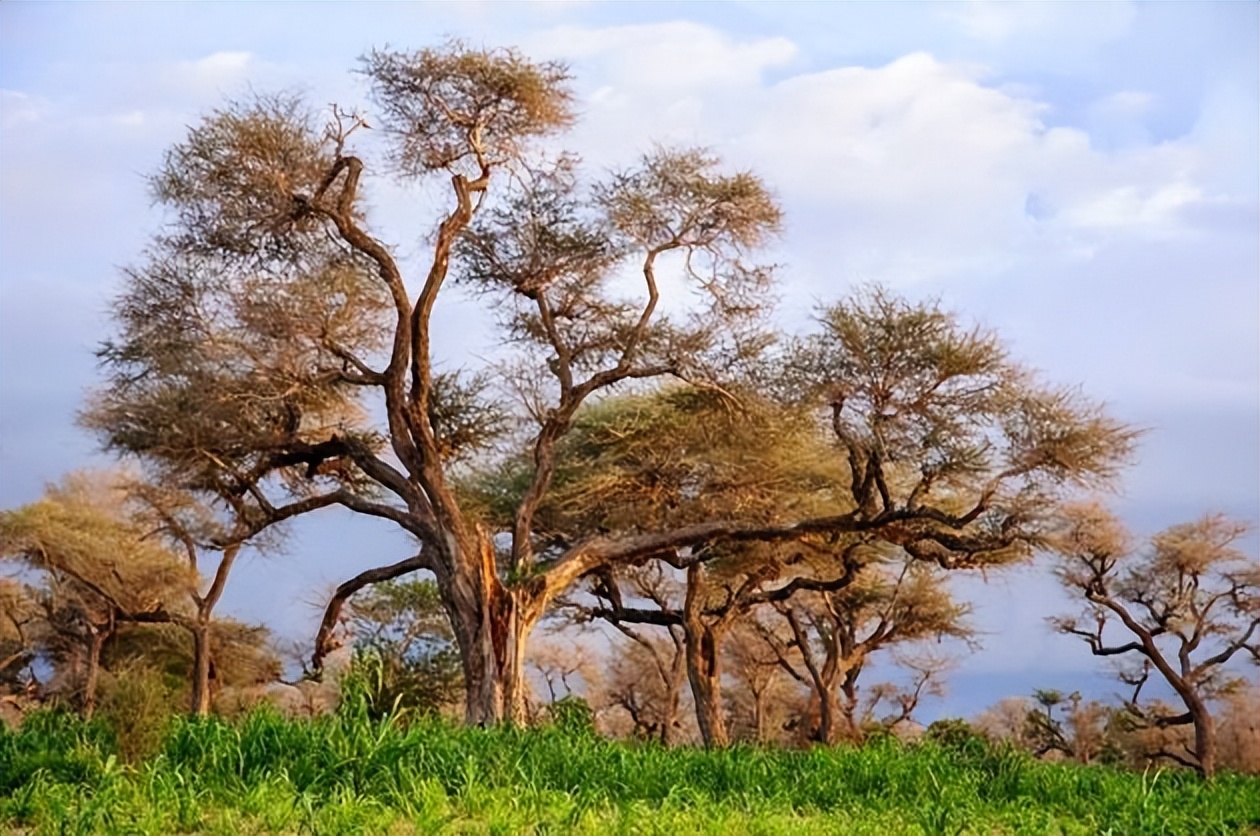 Plants in Africa - What kind of vegetation does Africa have? - iNEWS
