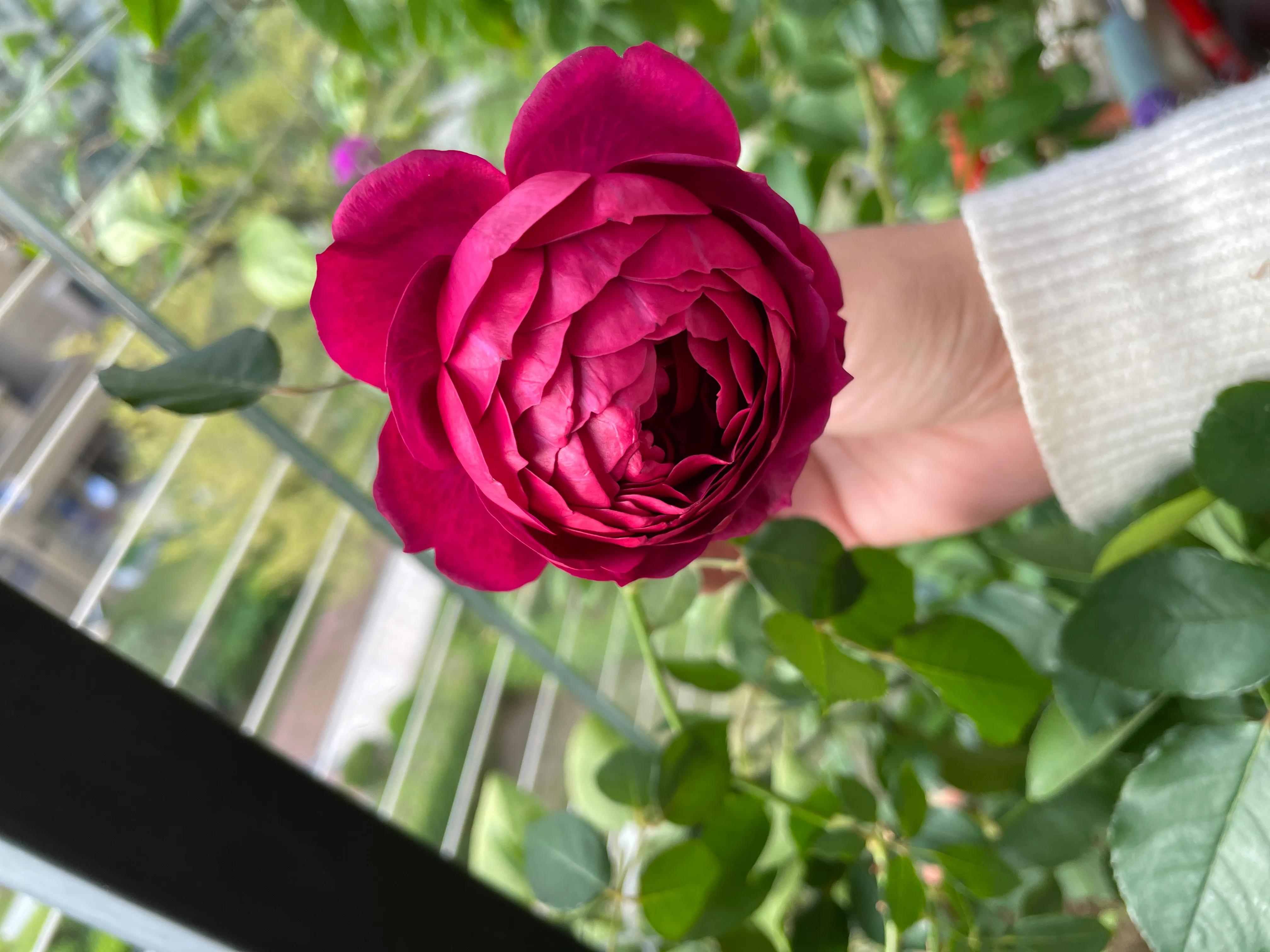 Chinese Rose: Autumn Rouge - iNEWS