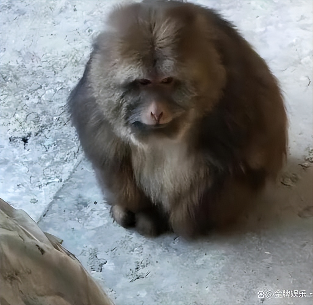 The one-armed monkey that became popular overnight, why did it bite its ...