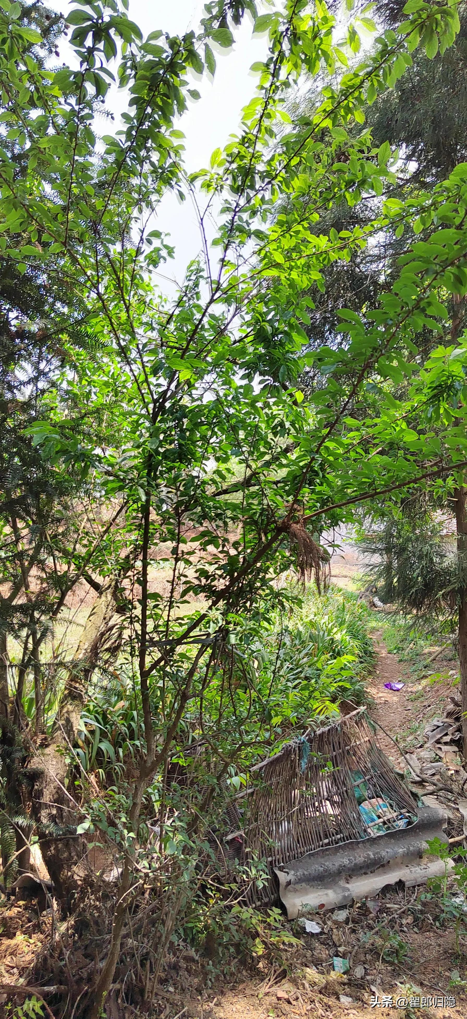 The life of a single uncle in rural Yunnan - iMedia