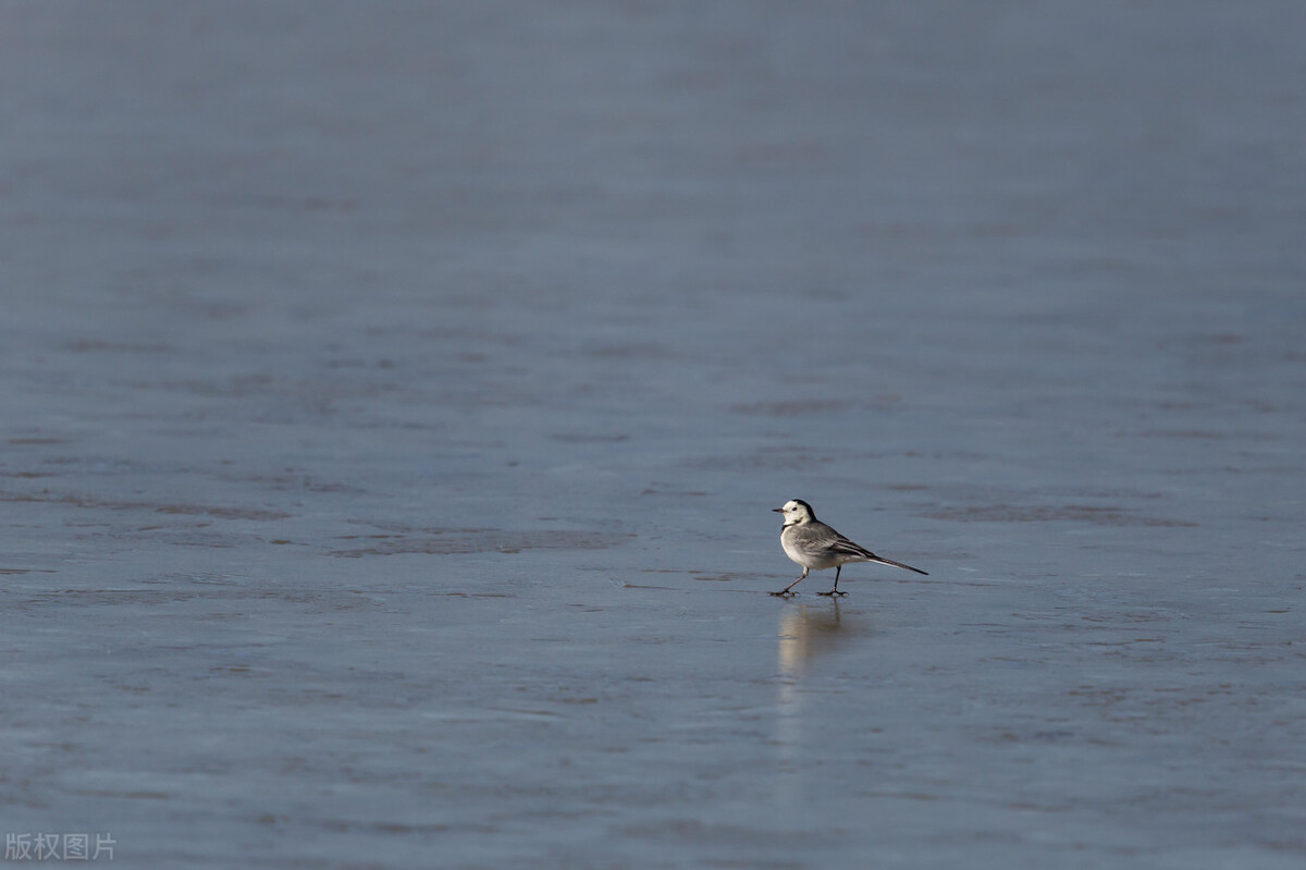 Astrology Introductory Book: "The Inner Sky" Interpretation 19 - Cancer ...