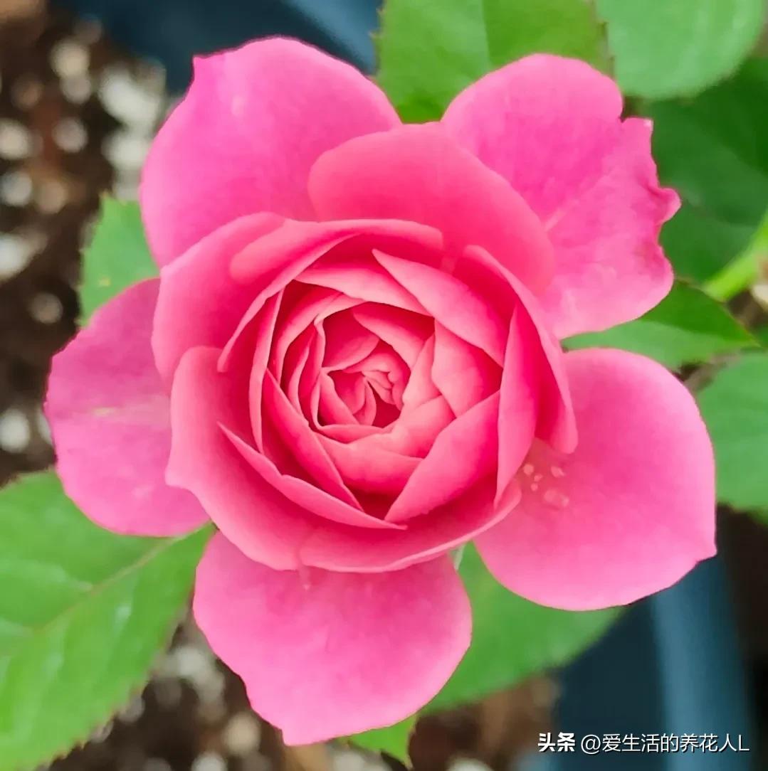 Share pictures, beautiful and moving rose flowers, blooming brilliantly ...