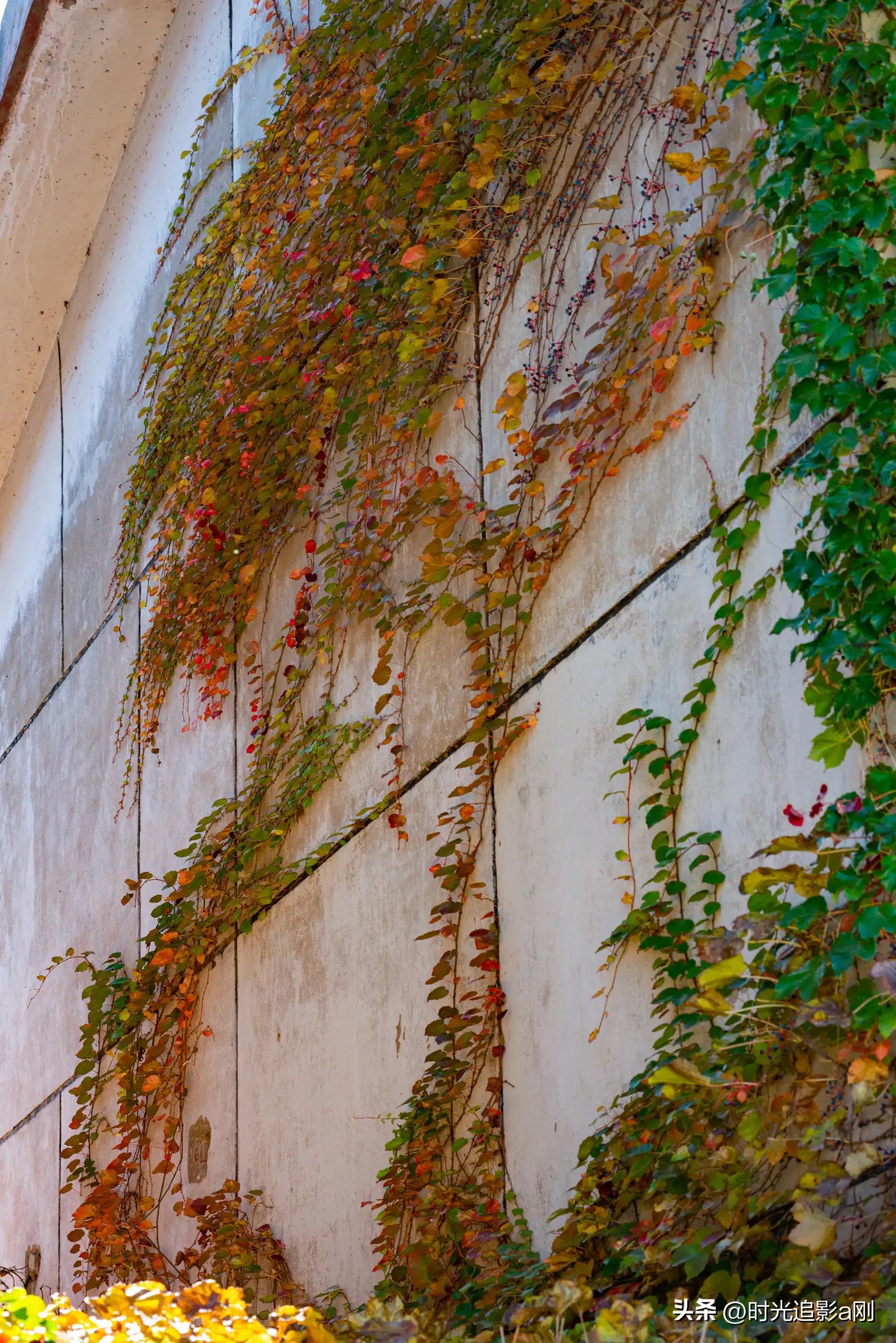 Drunk beautiful autumn colors, creeping tigers, enjoying autumn seasons ...