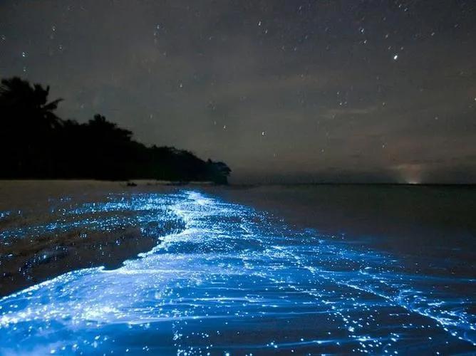 There are only seven fluorescent beaches in the world, one of which is ...