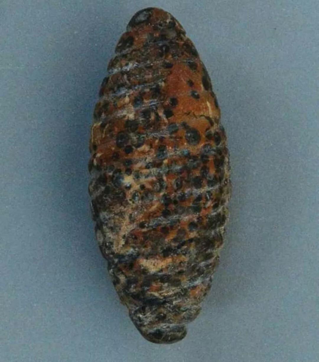 Where is Leizu's hometown? - iNEWS