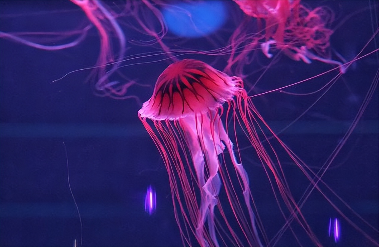 Ocean Dreams: The Elegant Dance of Jellyfish - iNEWS