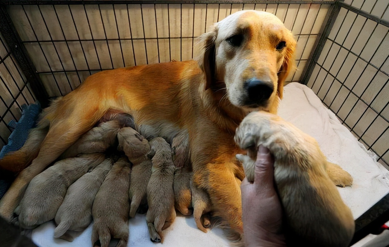 This is what a dog thinks when it gives you a "cub". Don't get it wrong ...