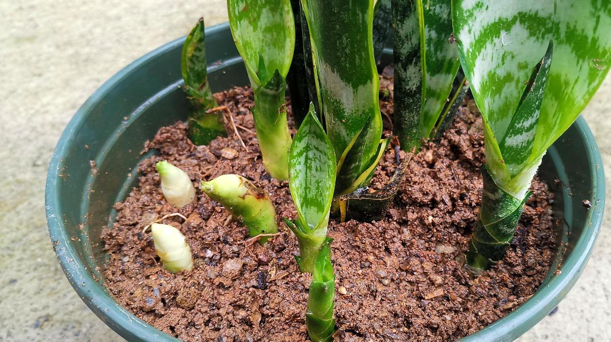 Tiger Pilan stiff seedlings, not long or "rotten leaves"? 7 tips ...