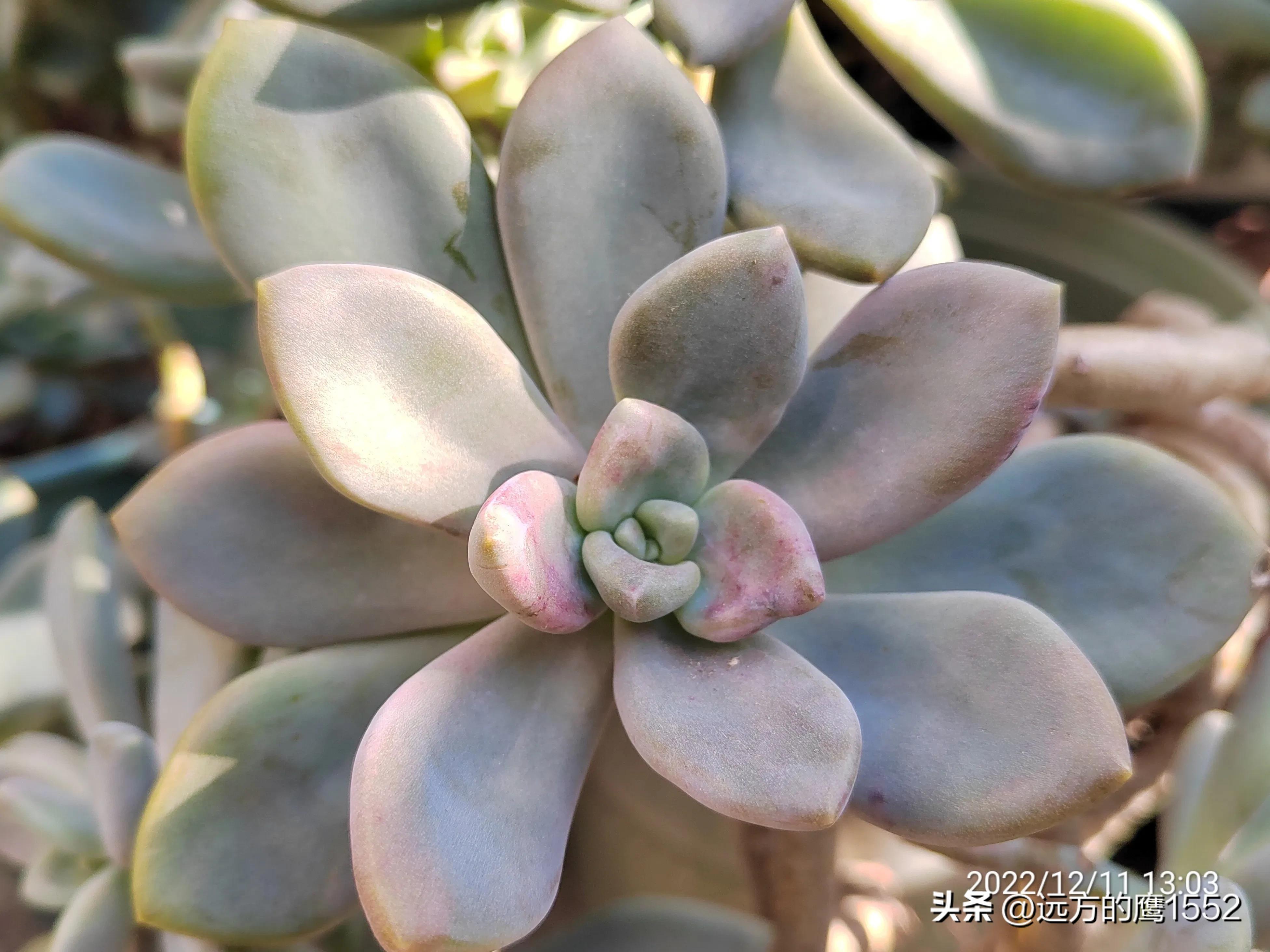 A winter beauty with solid skin and easy care ~ Accompany me through ...