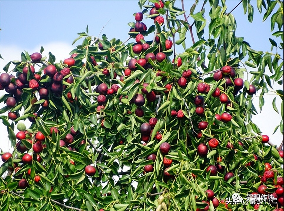 [Human World·Yunyang] Zhang Yuhua: The Big Tree Growing in the Village ...