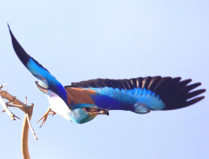 There is a bird called "Buddha, Dharma and Monk" - iNEWS