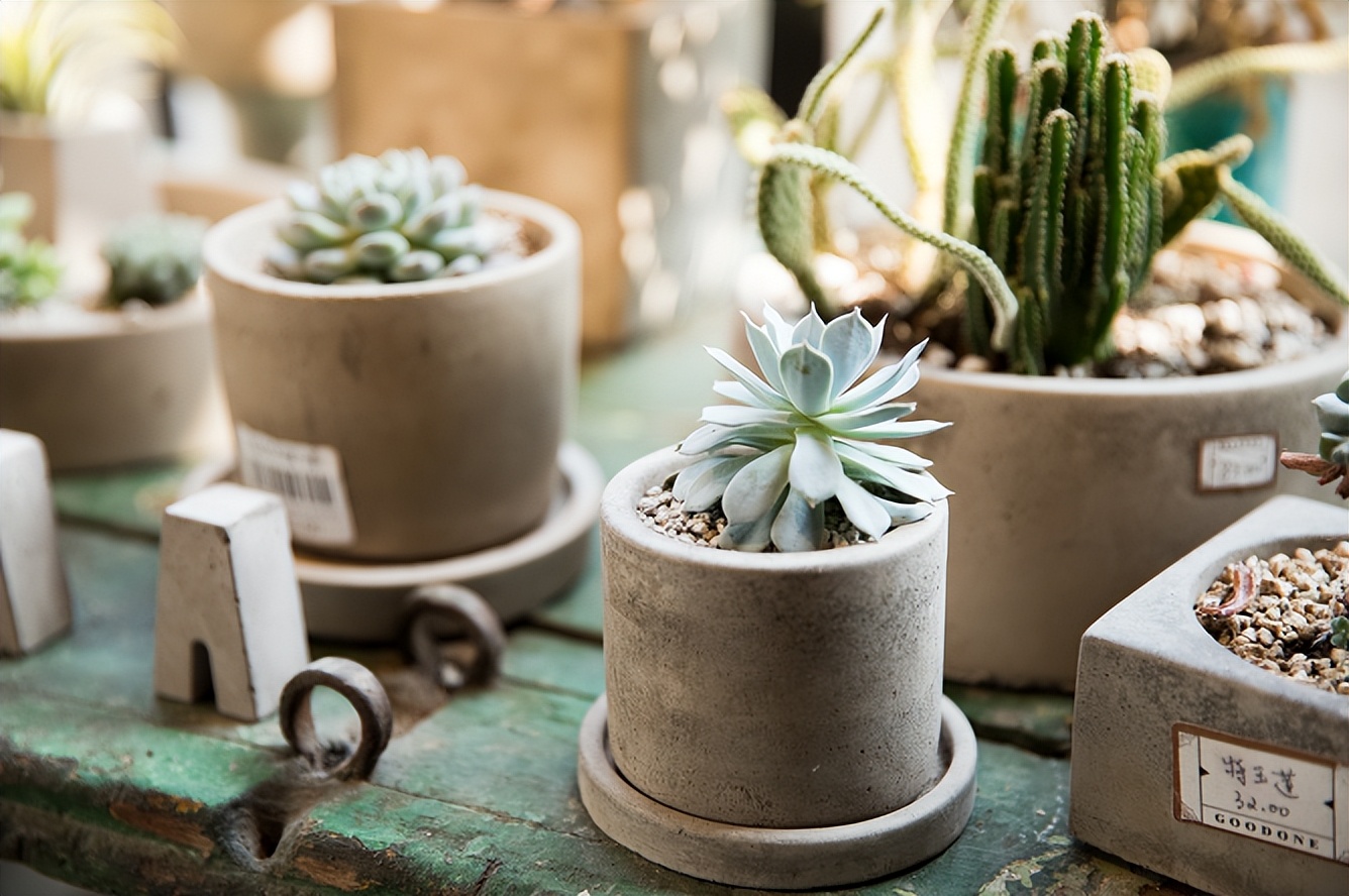 Yibang Science Popularization: Breeding these flowers and plants is not ...