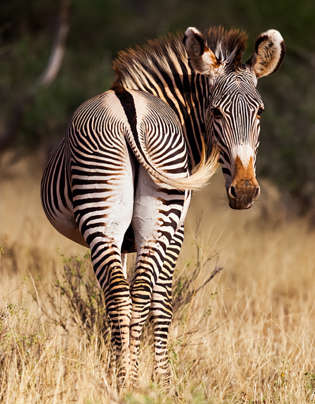 It is also a horse, why no one rides a zebra? Can humans really ...