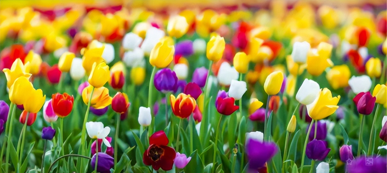 Spring is here! Can you distinguish these flowers in spring? (Down) - iNEWS