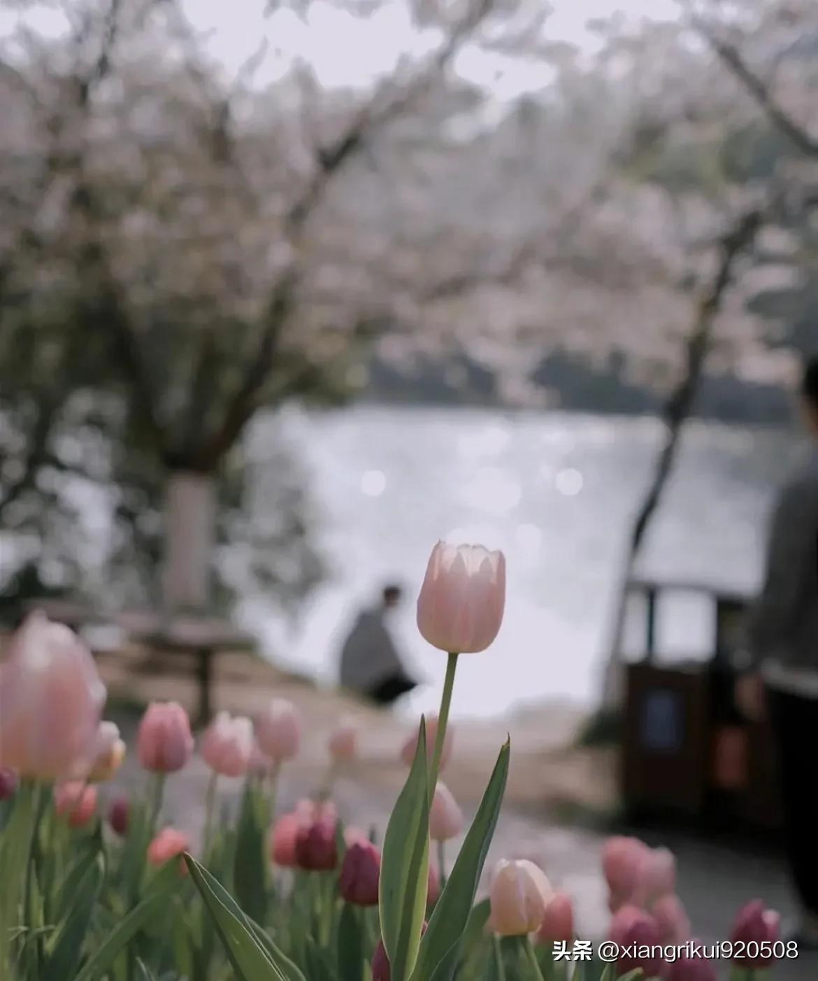 ?The flowers reflect the clear sky and go to the spring together? You ...