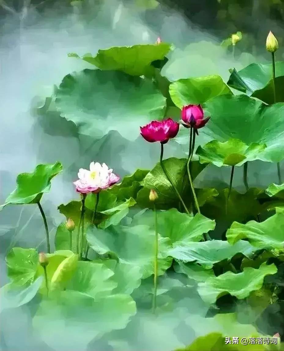 Continuation of the poem: clear water and scissor wind, lotus flowers ...