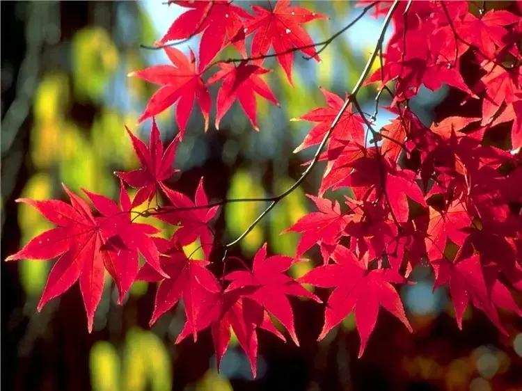 "The Waiting of the Plane Tree" (Campus Poems) Ye Chunming, Beijing ...