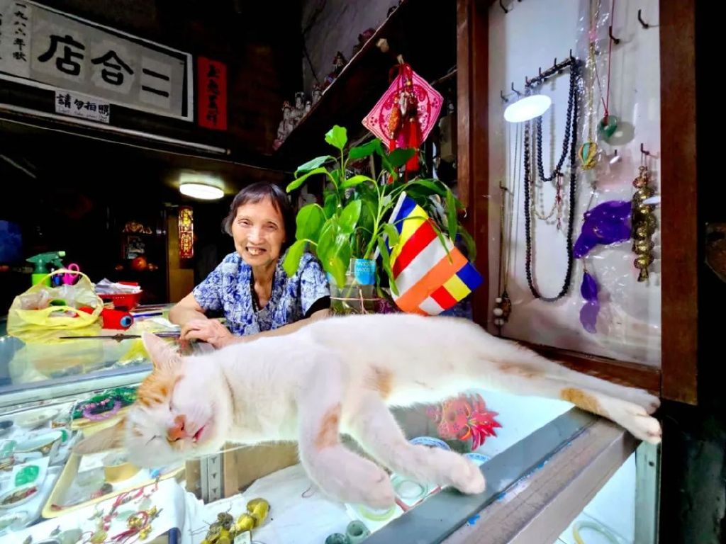 "Cat Shopkeeper" is online! Come here to eat, buy and play! - iNEWS