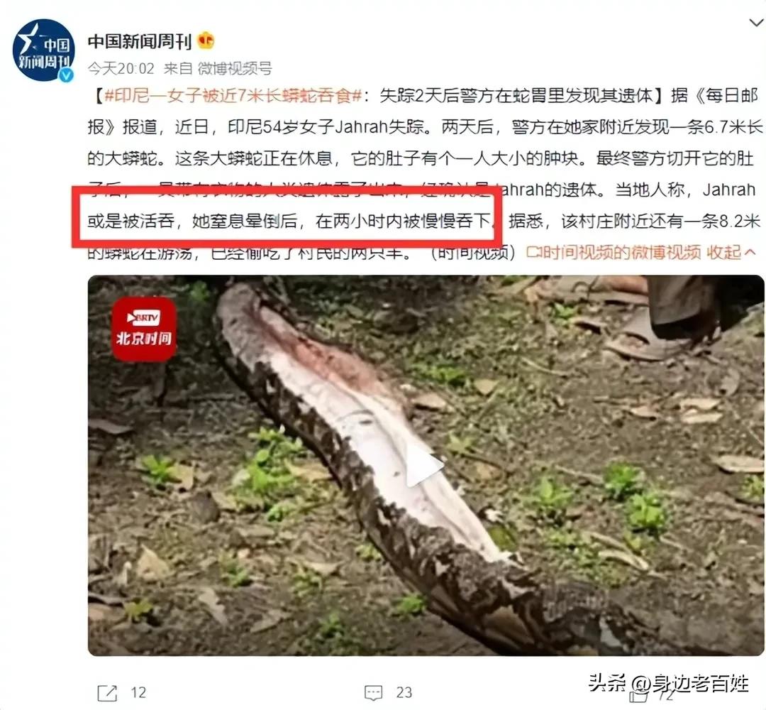 Reproduction of python cannibalism incident: 6.7-meter python swallows ...