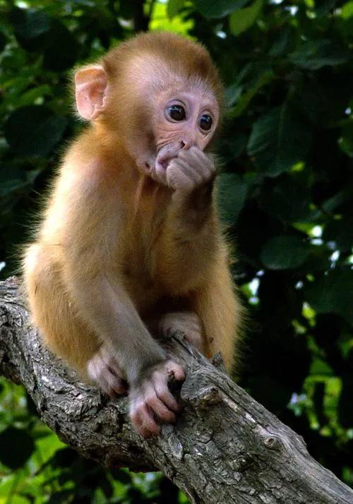 Human "resurrection" is no longer a dream - iNEWS